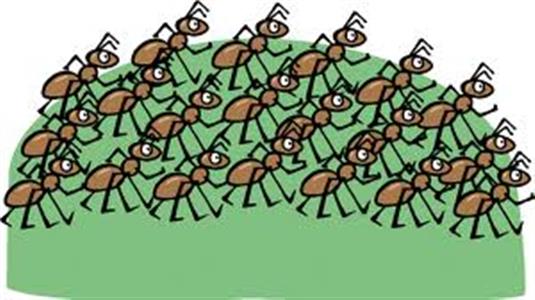 MD Department of Information Technology - Ants on Parade