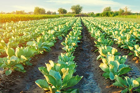 Dallas College - Planting Seeds to Growing Profits: Dallas Half Acre Farms